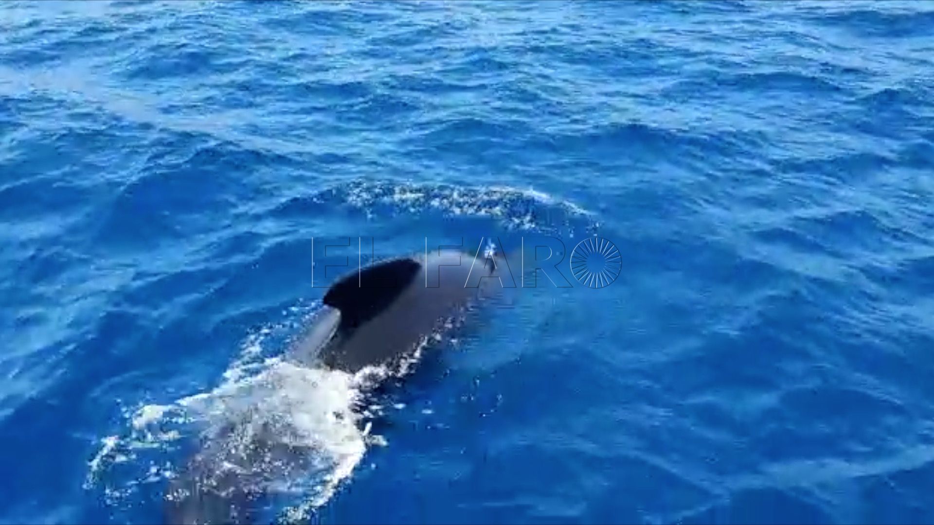 Avistamiento de decenas calderones y delfines listados en el Estrecho