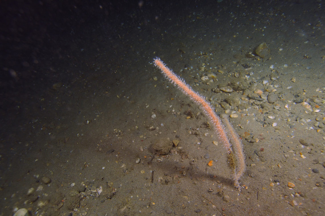 Colaboración | Una guía sobre el mar de Alborán