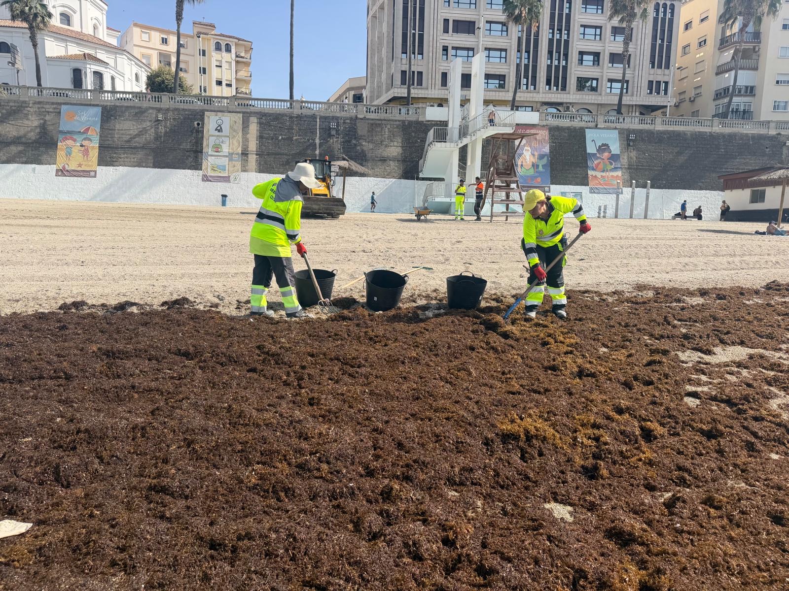 La Ciudad retira más de 1.200 toneladas de alga asiática